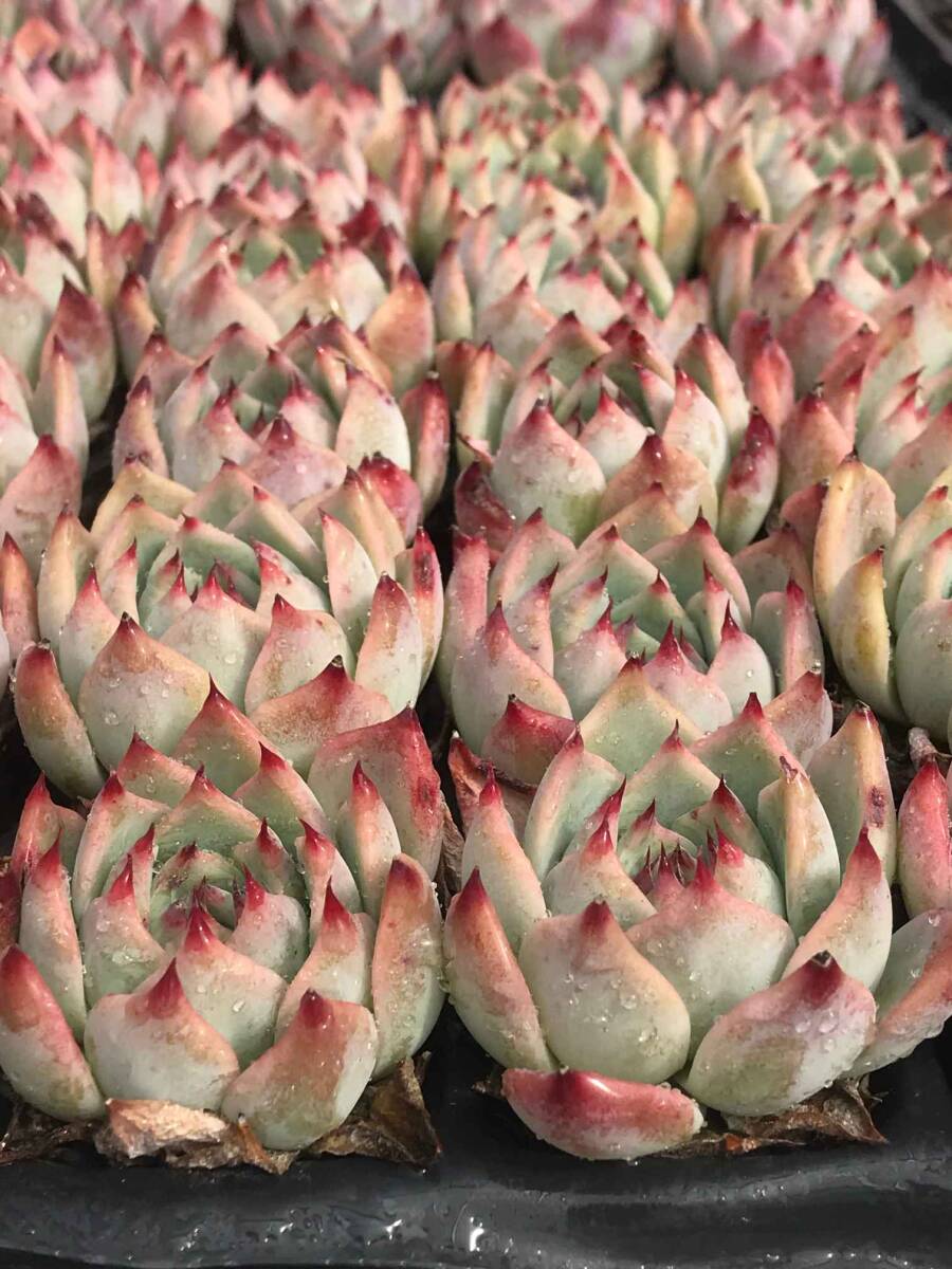 Yahoo!オークション - O39-2 チワワ 72苗 多肉植物エケベリア レア種 ...