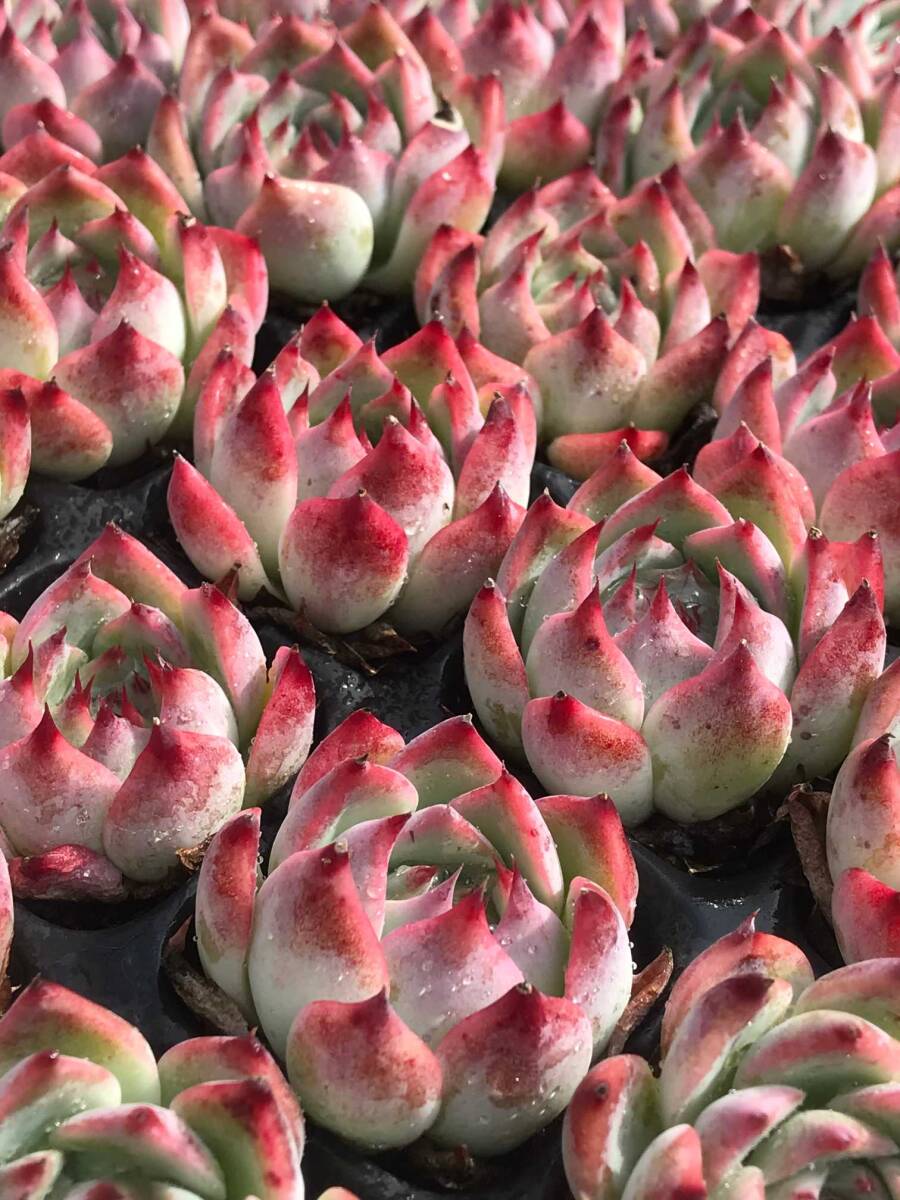 Yahoo!オークション - O39-2 チワワ 72苗 多肉植物エケベリア レア種 ...