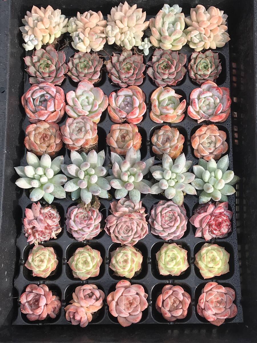 Yahoo!オークション - M107-13 40苗セット 多肉植物 エケベリア サボテ...