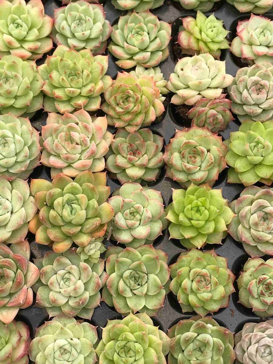 Yahoo!オークション - P42-1 128苗 二種大盛りセット 多肉植物 エケベ...