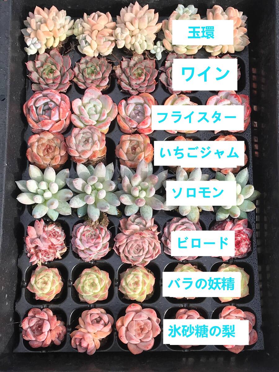 Yahoo!オークション - M07厳選8種40苗セット名前付き 多肉植物エケベ...