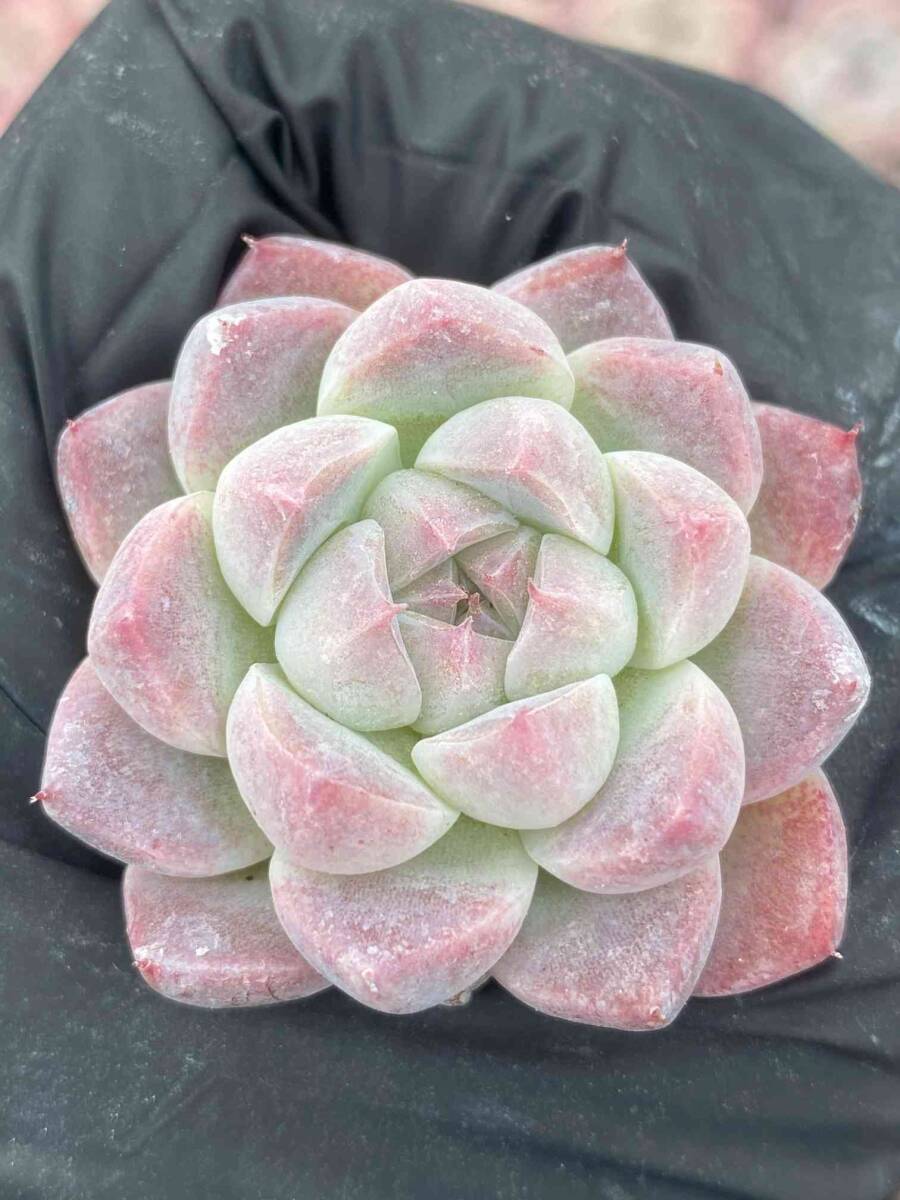 Yahoo!オークション - 桜色アルバ R153-1 105苗 多肉植物 エケベリア ...