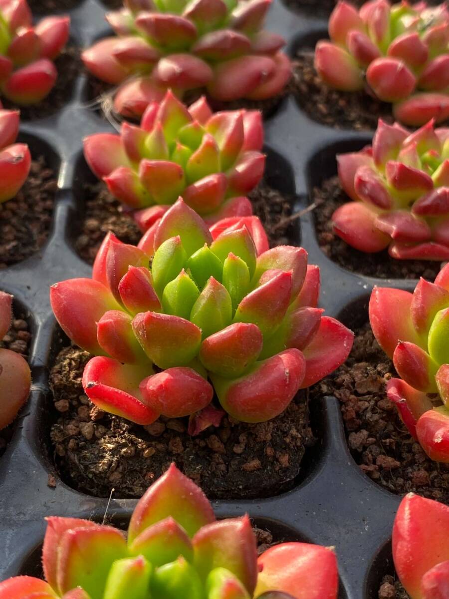 Yahoo!オークション - ティア R92-2 72苗 多肉植物 エケベリア レア種 ...