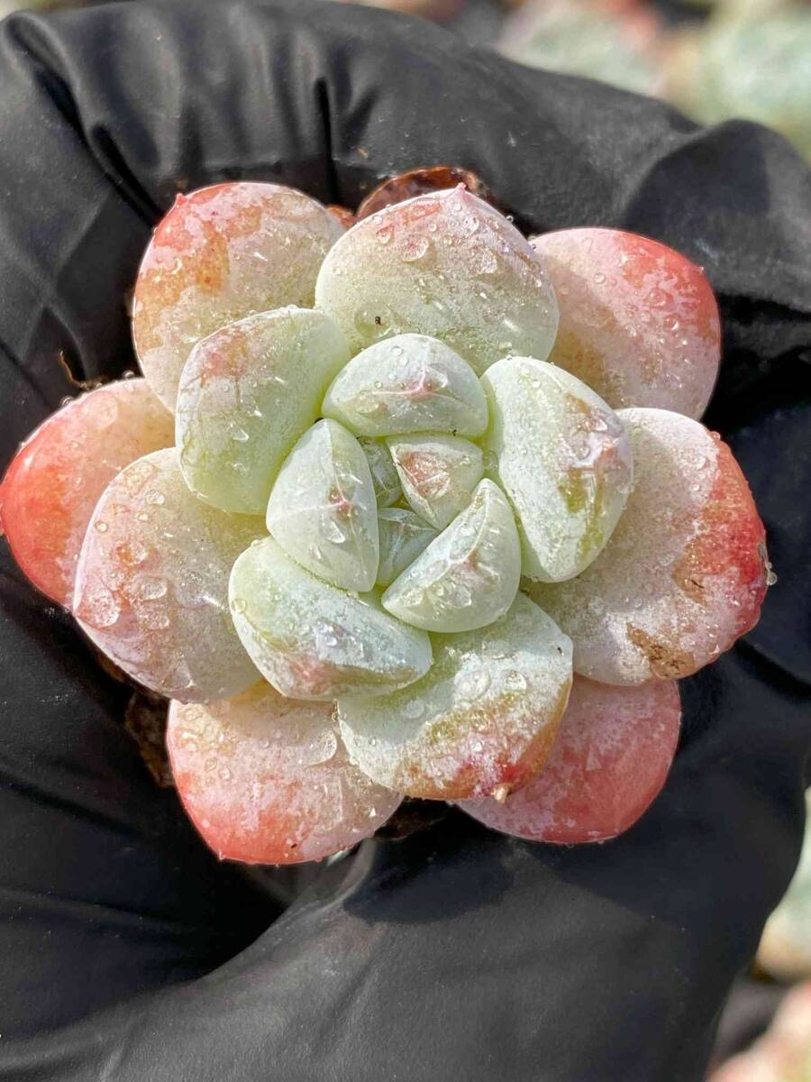 Yahoo!オークション - 氷玉石B R128-2 128苗 多肉植物 エケベリア レア...