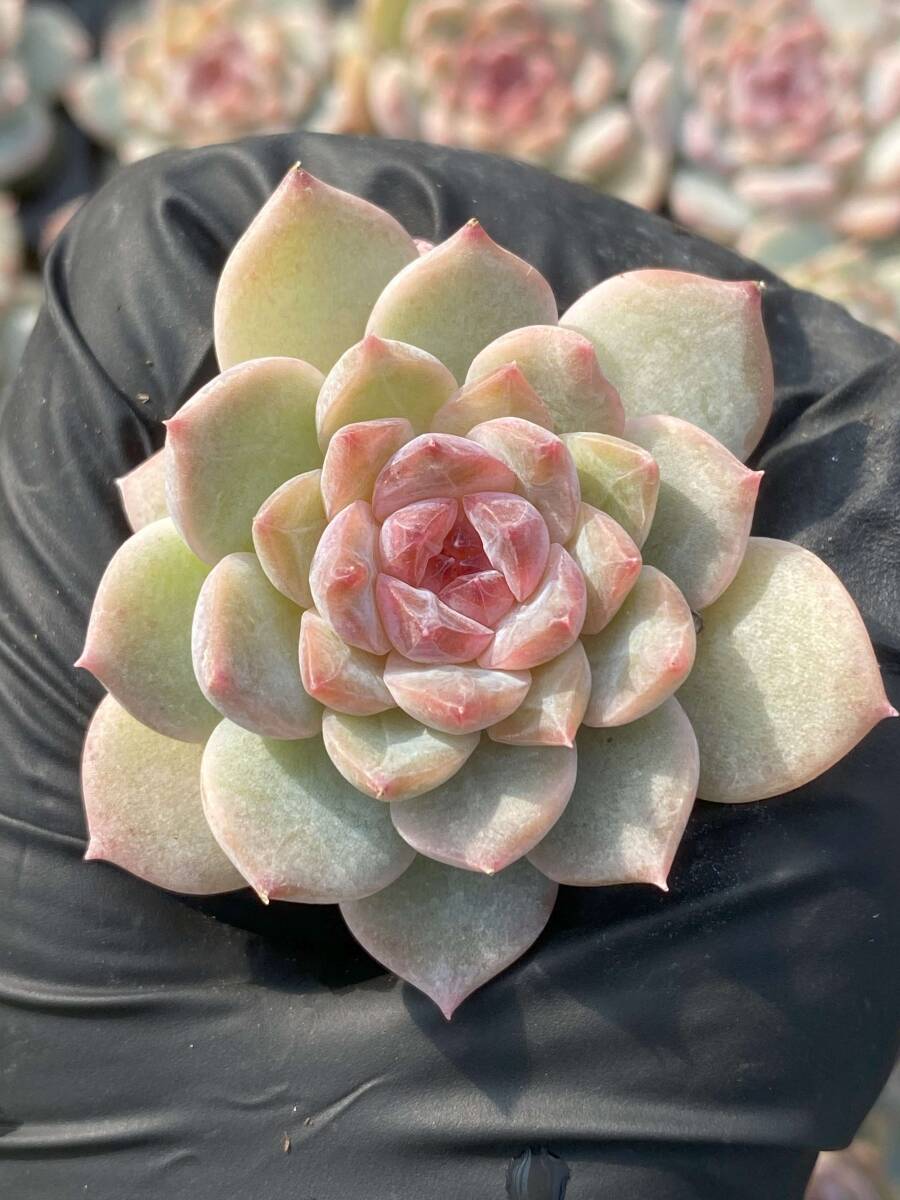 Yahoo!オークション - V143-1 アイスブドウ 105苗 多肉植物 土と根付き...