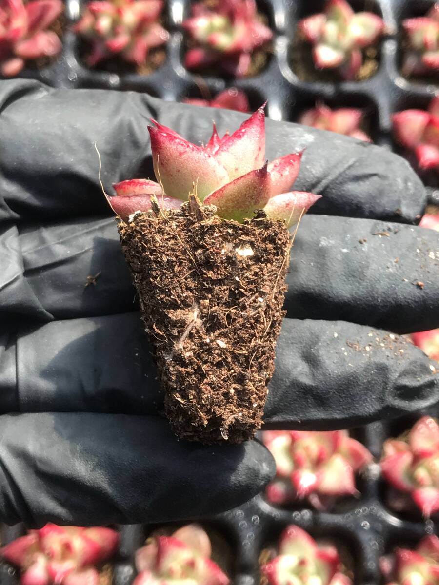 新入荷 紅檀印鑑 A193-2 105苗 多肉植物 土と根付き エケベリア レア種 韓国苗 サボテン 詰め合わせ(サボテン)｜売買されたオークション情報、yahooの商品情報をアーカイブ公開 ...