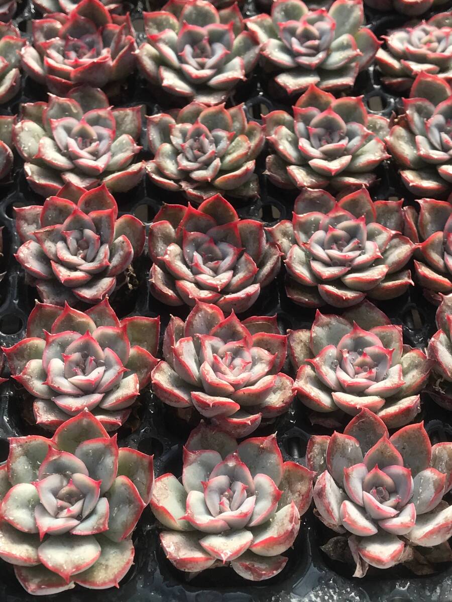 Yahoo!オークション - 新入荷 オリオン A138-2 105苗 多肉植物 土と根...