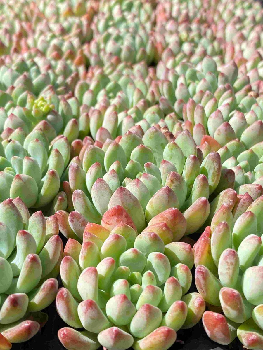 Yahoo!オークション - 新入荷 青リンゴ A121-1 72苗 多肉植物 土と根付...