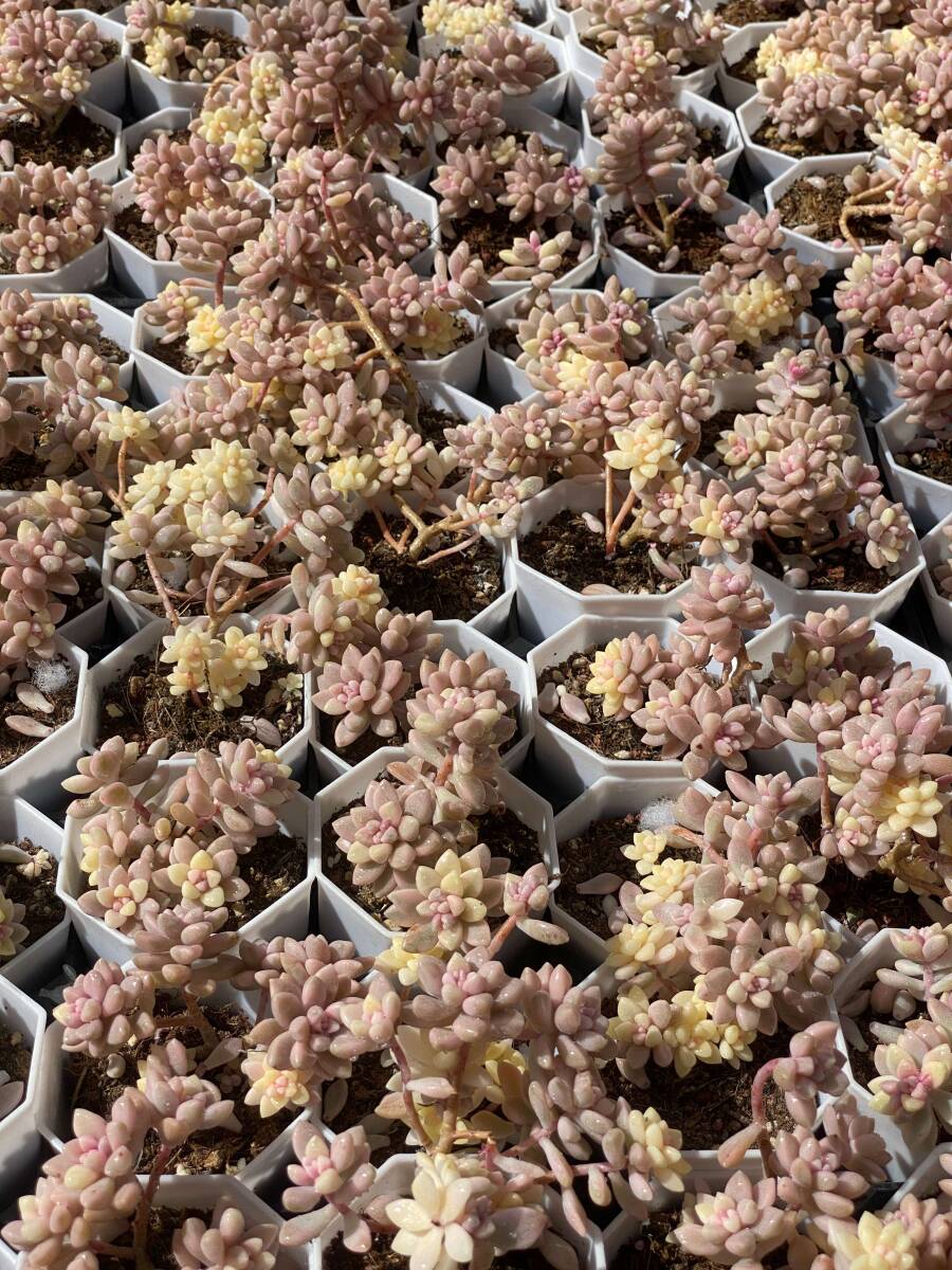 Yahoo!オークション - 新入荷 姫秋麗錦 C326-1 34苗 多肉植物 カット苗...