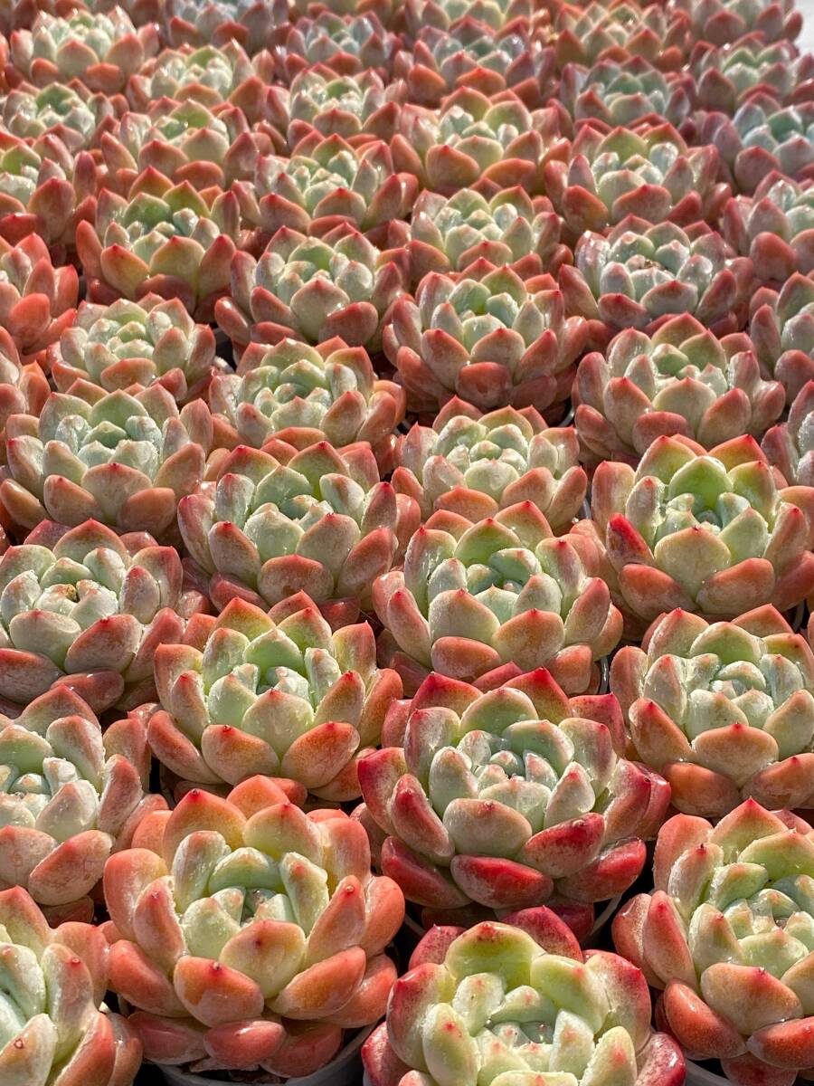 Yahoo!オークション - 新入荷 ピンクアイス C349-1 72苗 多肉植物 カッ...