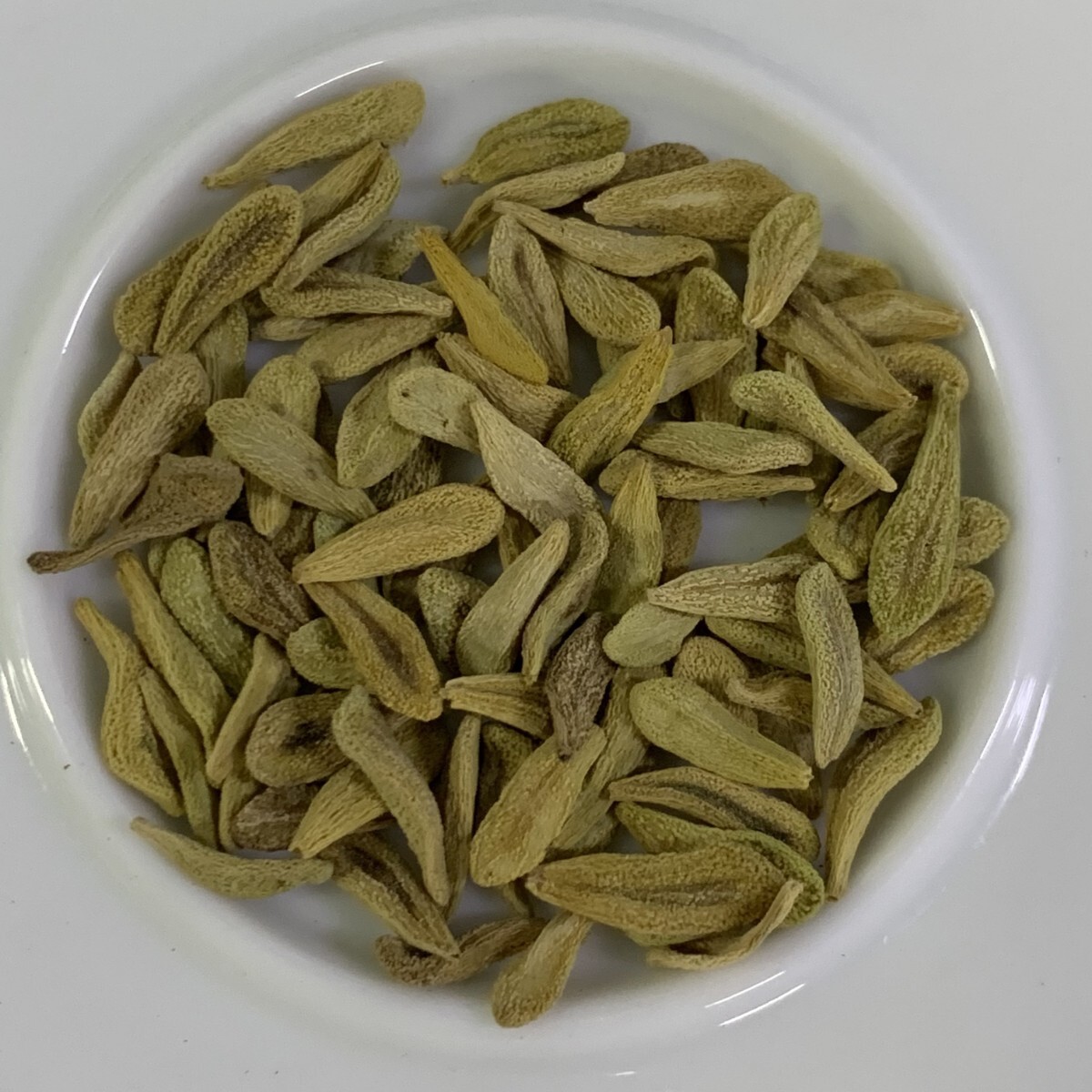 Yahoo!オークション - S52種子100粒パキポディウム・ラメリー / Pachyp...