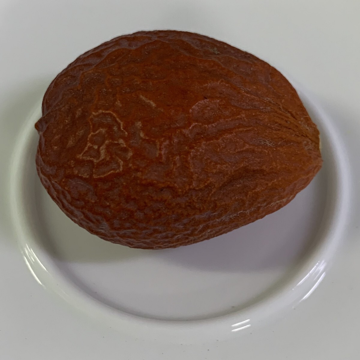 Yahoo!オークション - S59種子1粒レア ソテツ蘇鉄サイカスムルチピンナ...