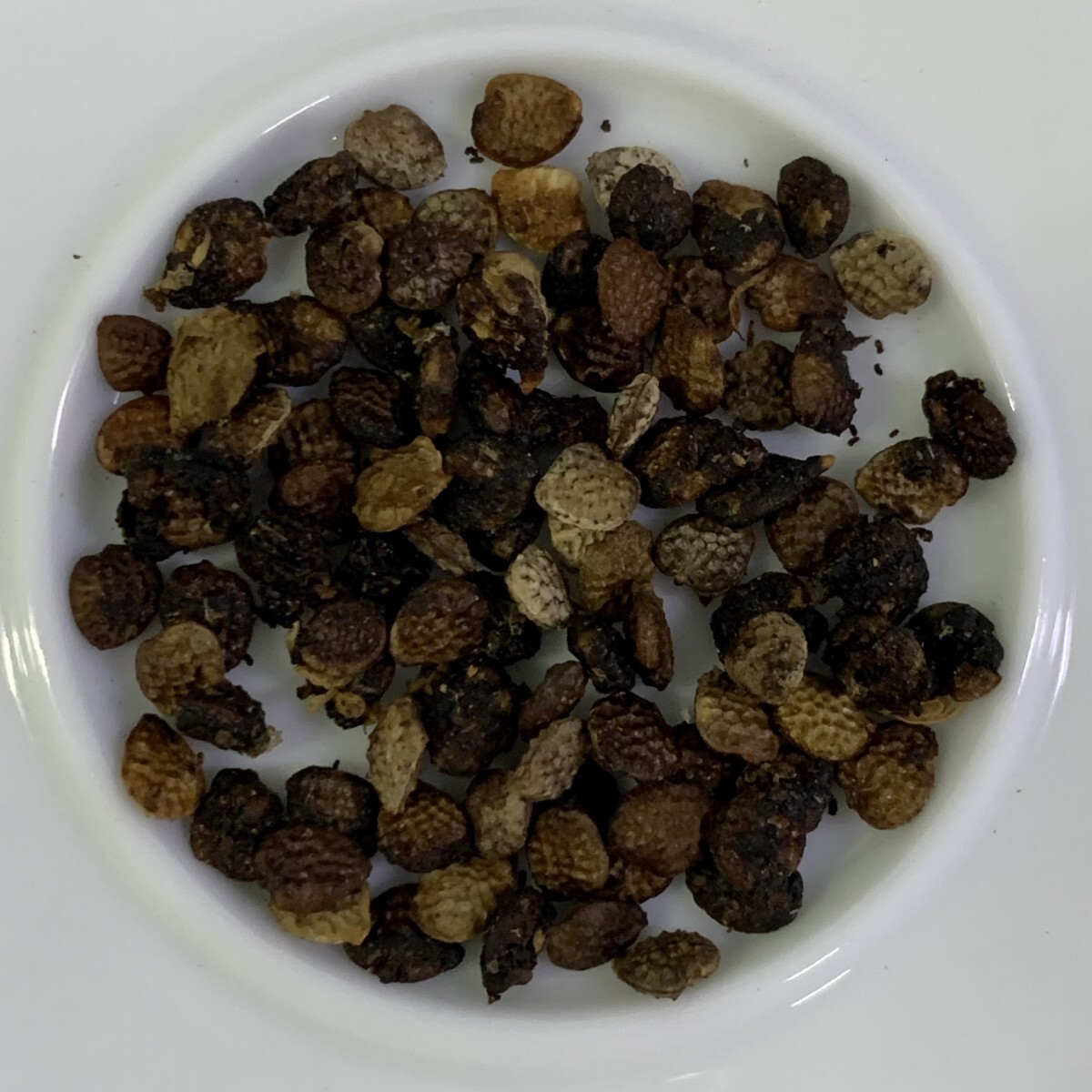 Yahoo!オークション - S121種子100粒olaboensis オラボエンシス 【多肉...