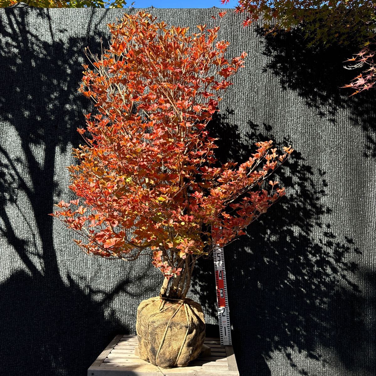 Yahoo!オークション - シロヤシオツツジ/特大株【品番3124】