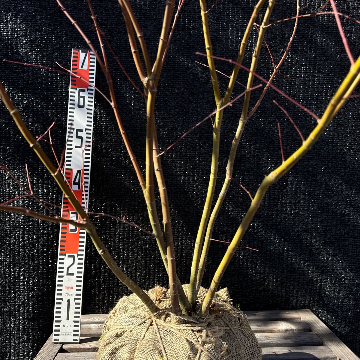 Yahoo!オークション - イロハモミジ/株立ち【品番3153】