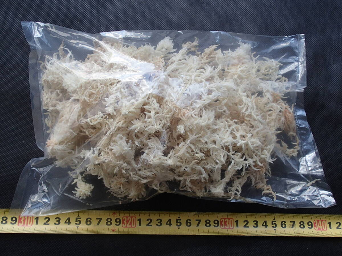 Yahoo!オークション - 水苔 白いミズゴケ 展示会 化粧用 万年青 富貴蘭...