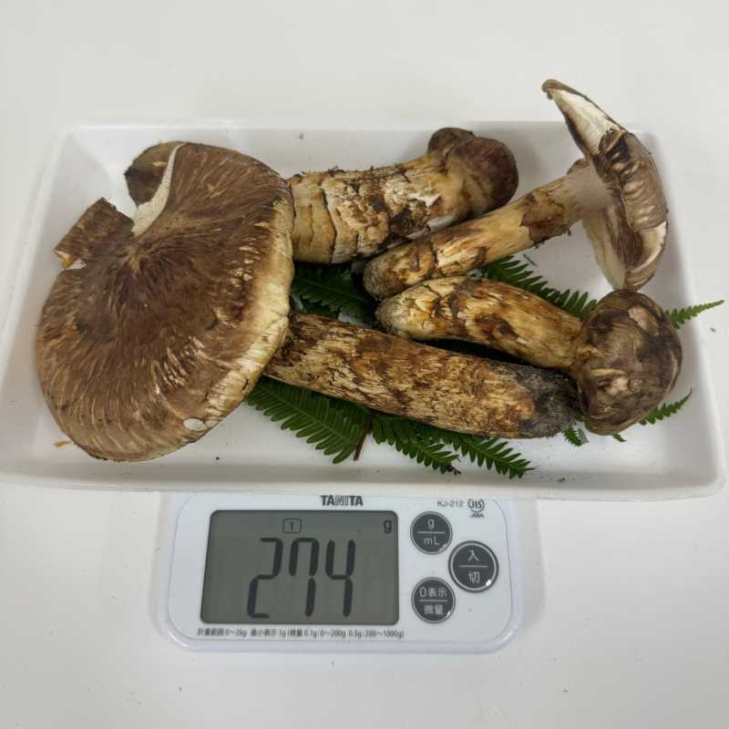 Yahoo!オークション - 和歌山県産 アウトレット天然高野松茸 274g