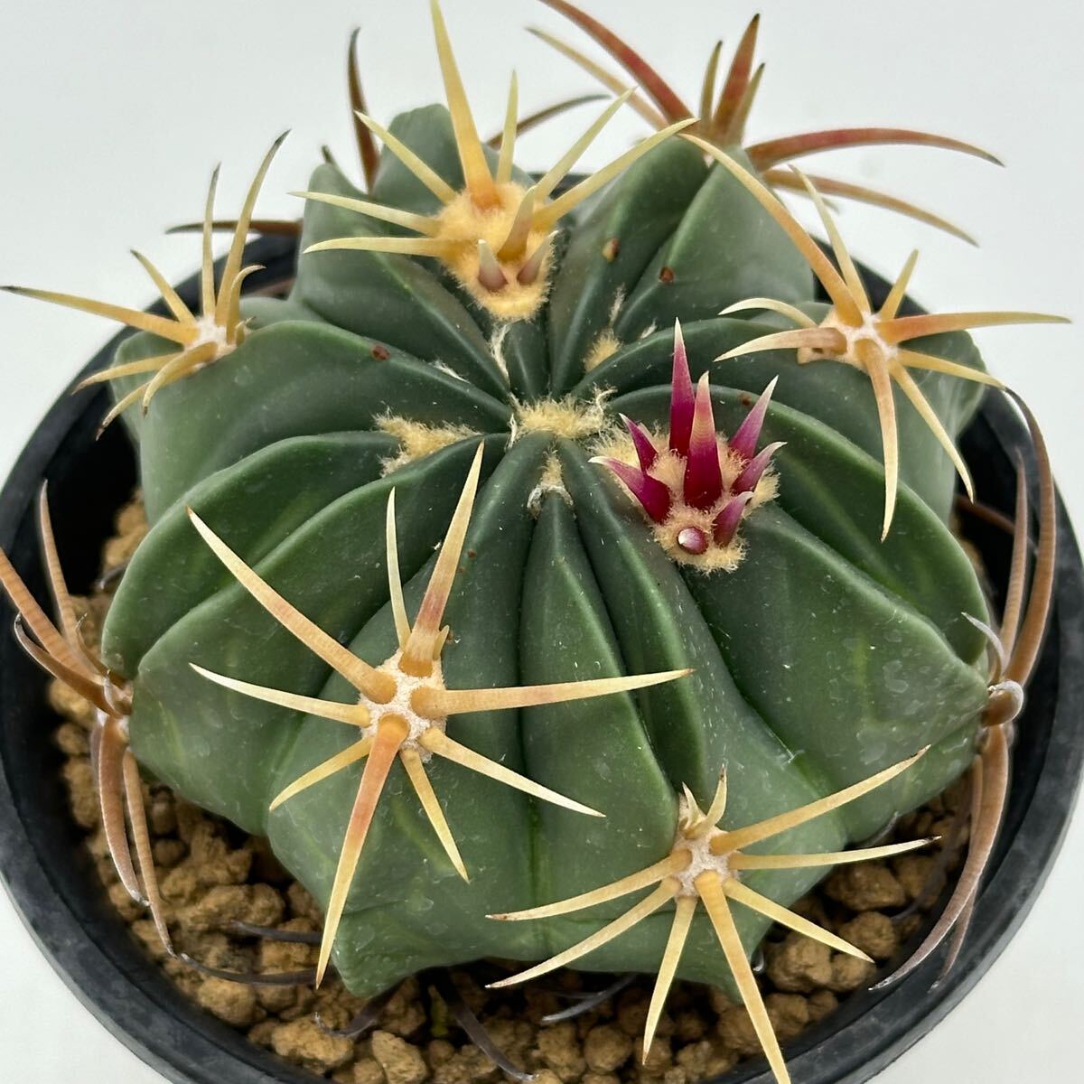 Yahoo!オークション - フェロカクタス 天城 サボテン・多肉植物 CACTI...