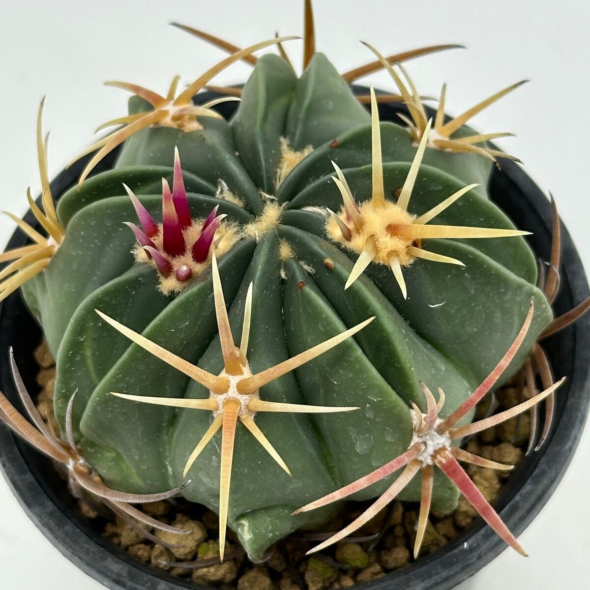 Yahoo!オークション - フェロカクタス 天城 サボテン・多肉植物 CACTI...
