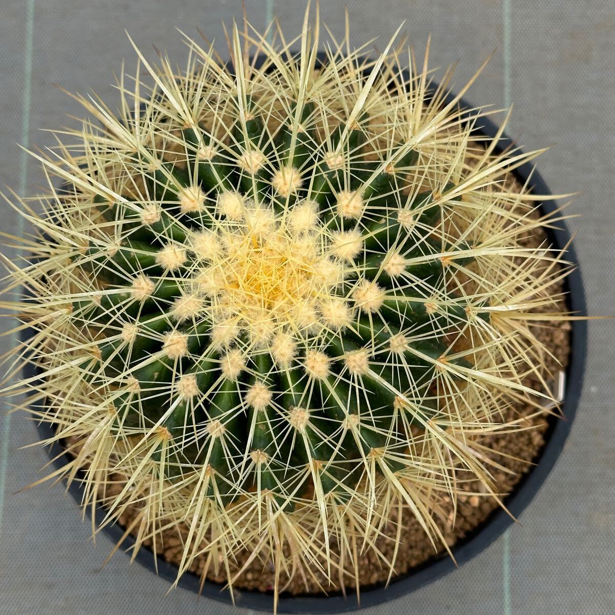 Yahoo!オークション - エキノカクタス 金鯱 サボテン・多肉植物 CACTI...