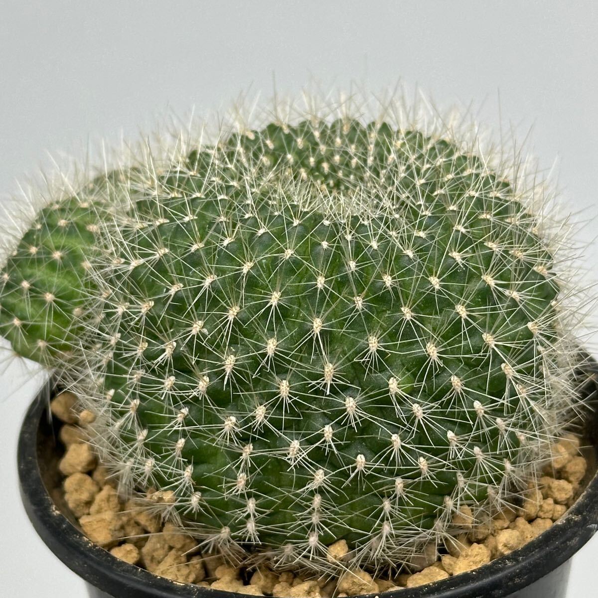 Yahoo!オークション - レブチア 宝山 サボテン・多肉植物 CACTI7 1686