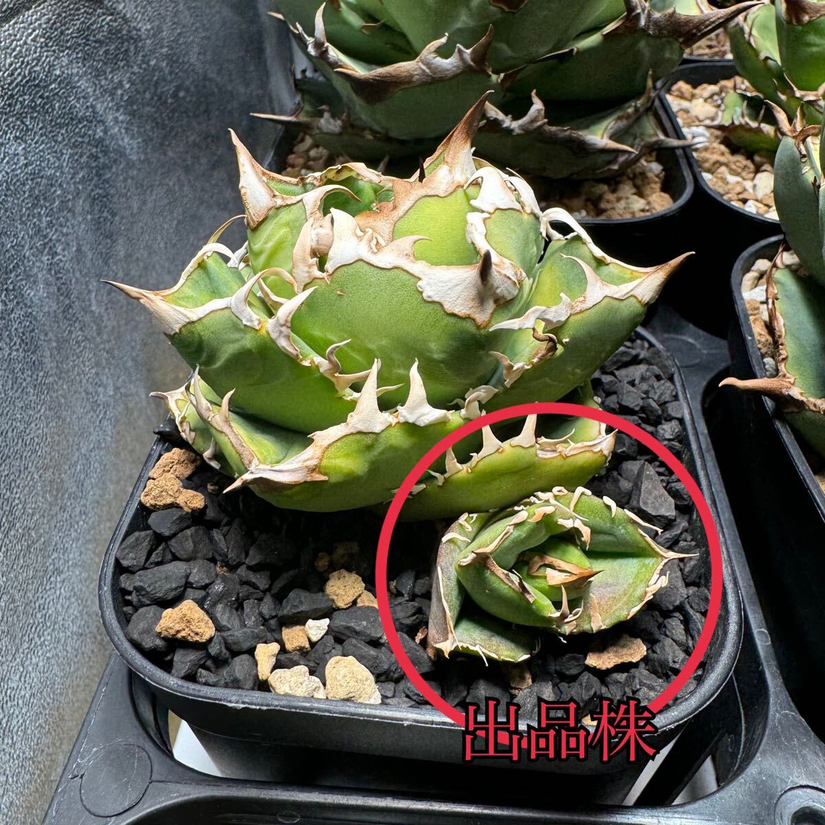 Yahoo!オークション - アガベ チタノタ 追星 Agave titanota cok cg-01...