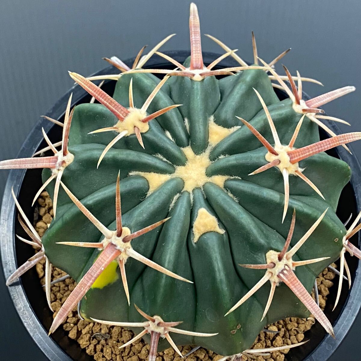 Yahoo!オークション - CO 504 綾波 ホマロケファラ サボテン 多肉植物