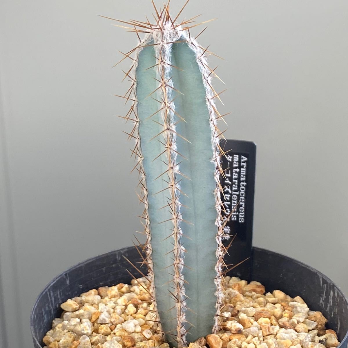 Yahoo!オークション - CO 704 ターコイズセレウス サボテン 多肉植物