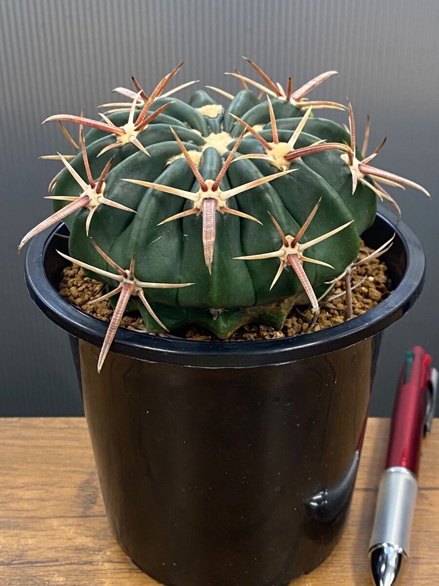 Yahoo!オークション - CO 504 綾波 ホマロケファラ サボテン 多肉植物