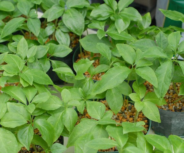 Yahoo!オークション - U24-ヒメ03 (青葉) /SM-(C) ヒメウラシマソウ 準...