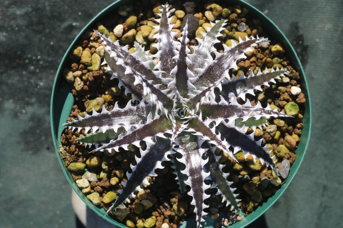 Yahoo!オークション - Amazonico Dyckia 'Z'gok' × 'Great Summit' ブ...