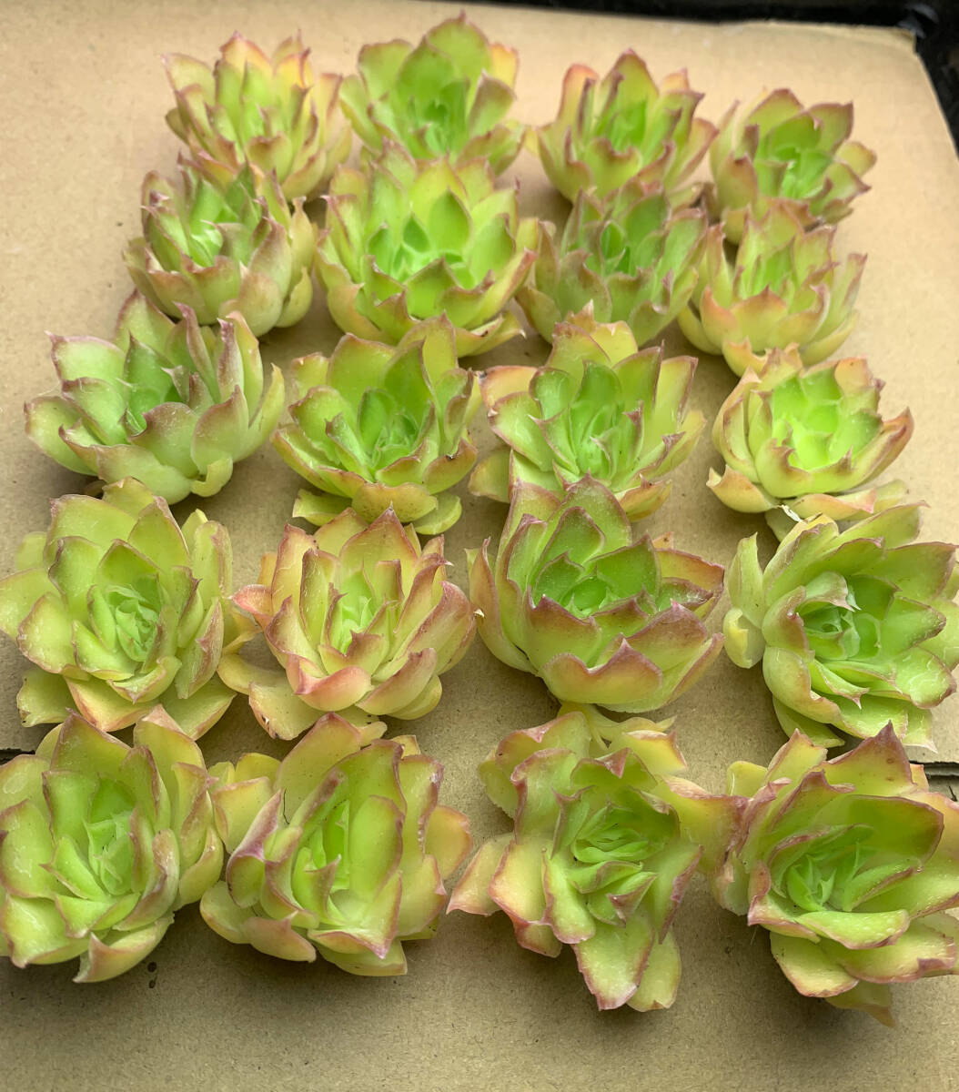 Yahoo!オークション - 32苗 H230 エケベリア 多肉植物 韓国苗 サボテン...