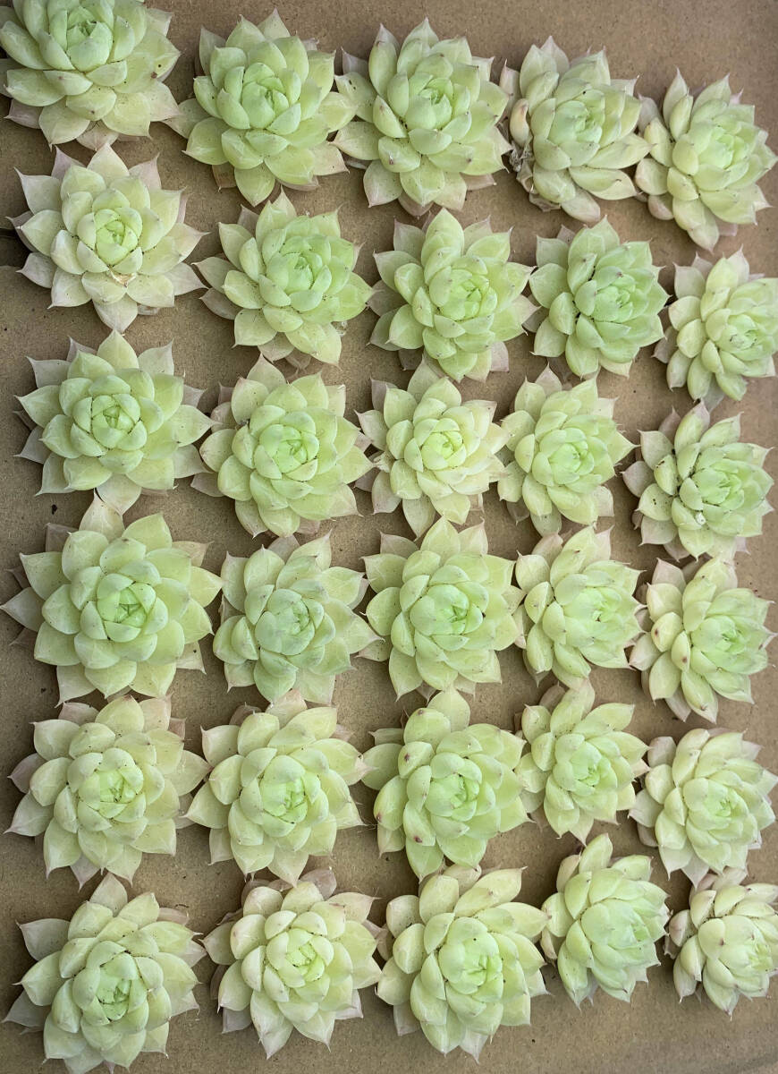 Yahoo!オークション - 32苗 H338 エケベリア 多肉植物 韓国苗 サボテン...