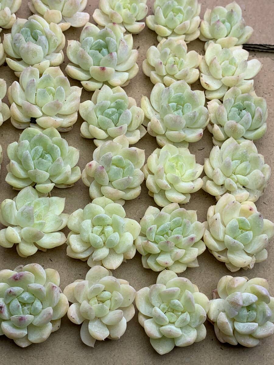 Yahoo!オークション - 32苗 H304 エケベリア 多肉植物 韓国苗 サボテン...