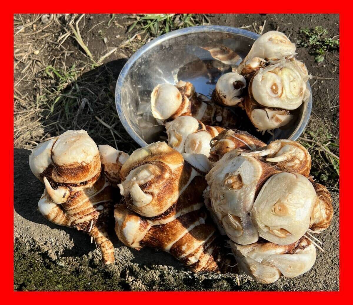 Yahoo!オークション - 八つ頭芋 約4Kg R611 【無農薬】ヤツガシラ芋...