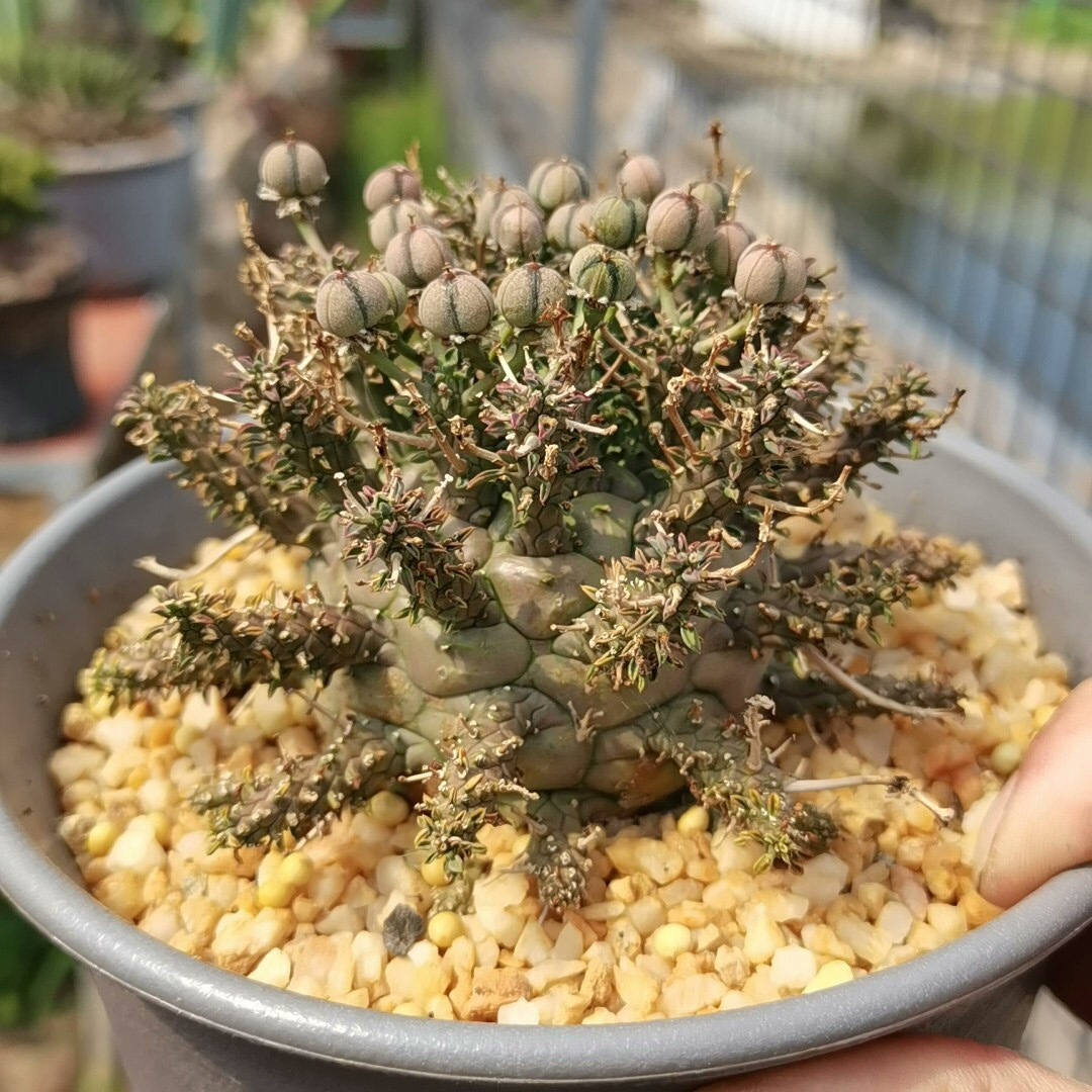 Yahoo!オークション - F39 サボテン Euphorbia decepta ユーフォルビア...