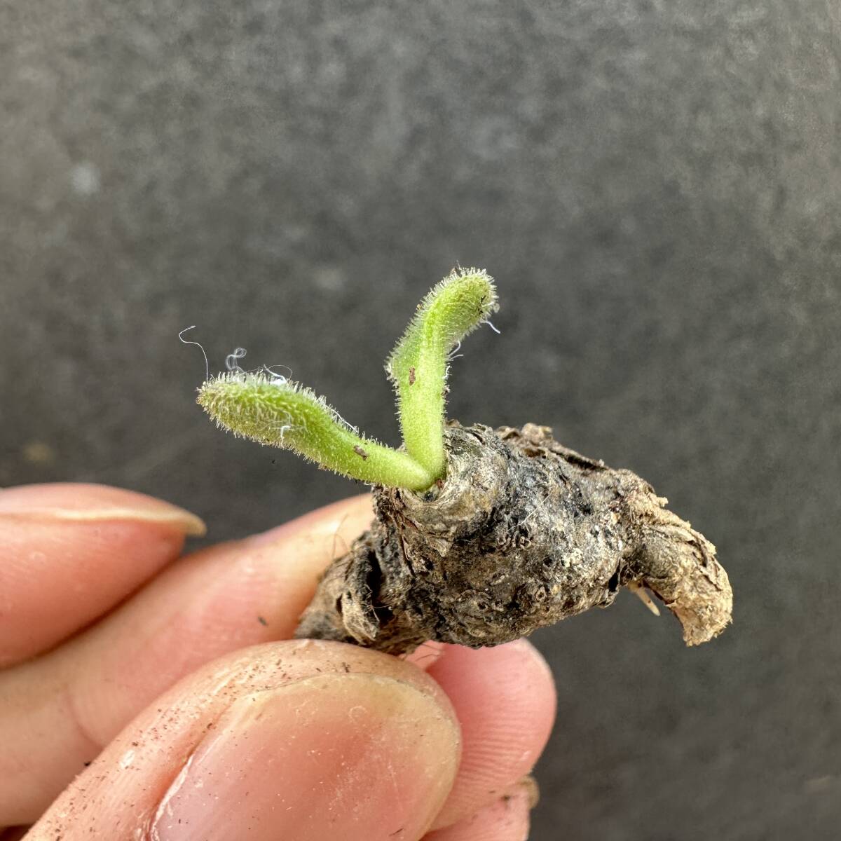 Yahoo!オークション - k19 特選 珍奇植物 Tylecodon nolteei チレコド...