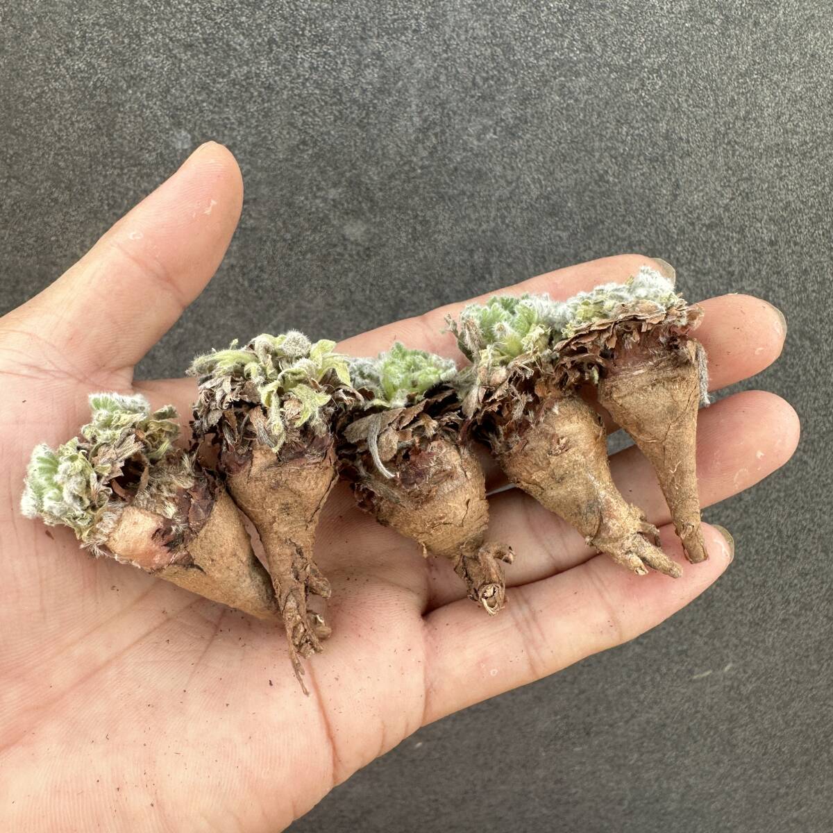 Yahoo!オークション - k36 ペラルゴニウム アッペンディクラツム 多肉...