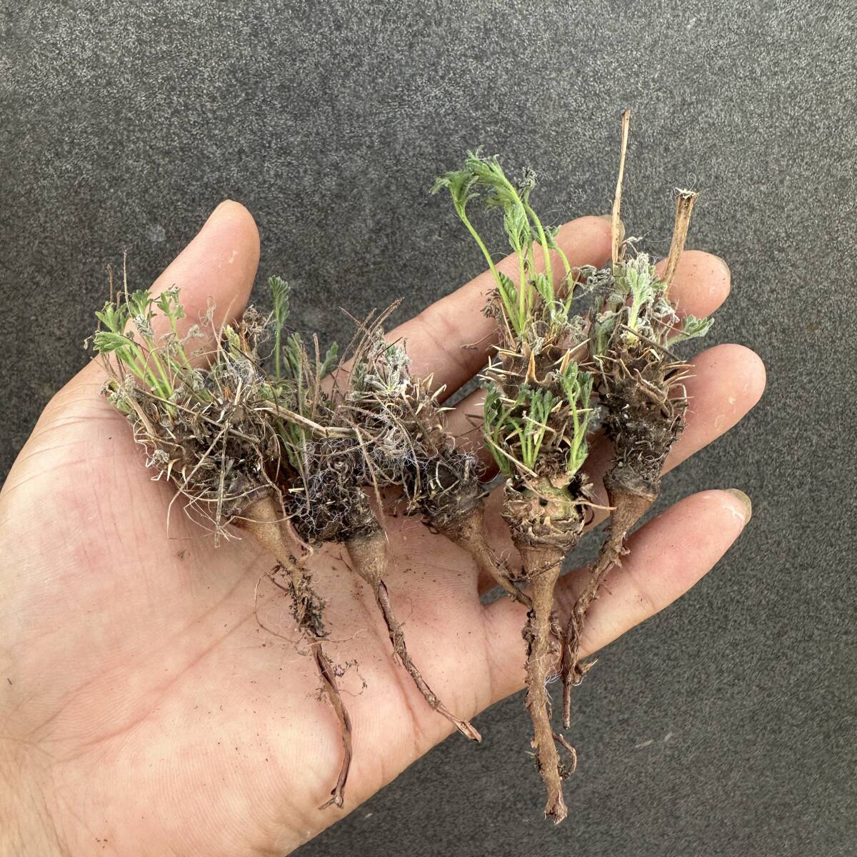 Yahoo!オークション - k37 ペラルゴニウム ヒストリクス / Pelargonium...