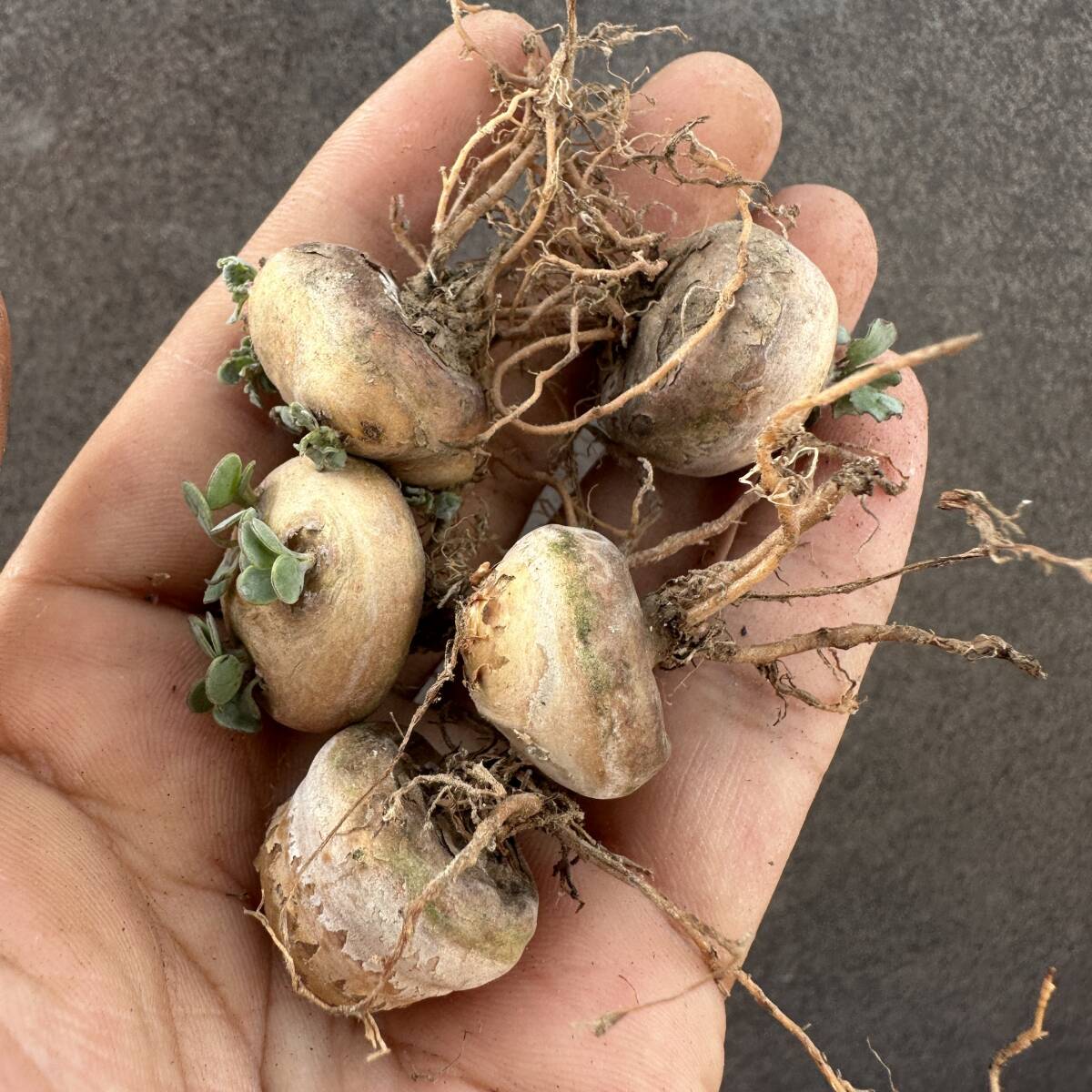 Yahoo!オークション - Q15 特選 多肉植物 珍奇塊根植物 コーデックス ...