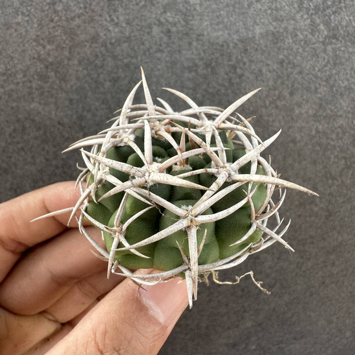 Yahoo!オークション - Q17 サボテン 多肉植物 ギムノカリキュウム フェ...