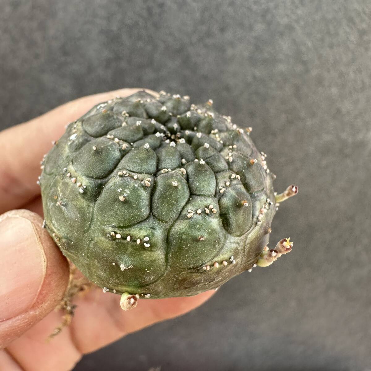 Yahoo!オークション - Q23 Euphorbia gymnocalycioides / ユーフォルビ...