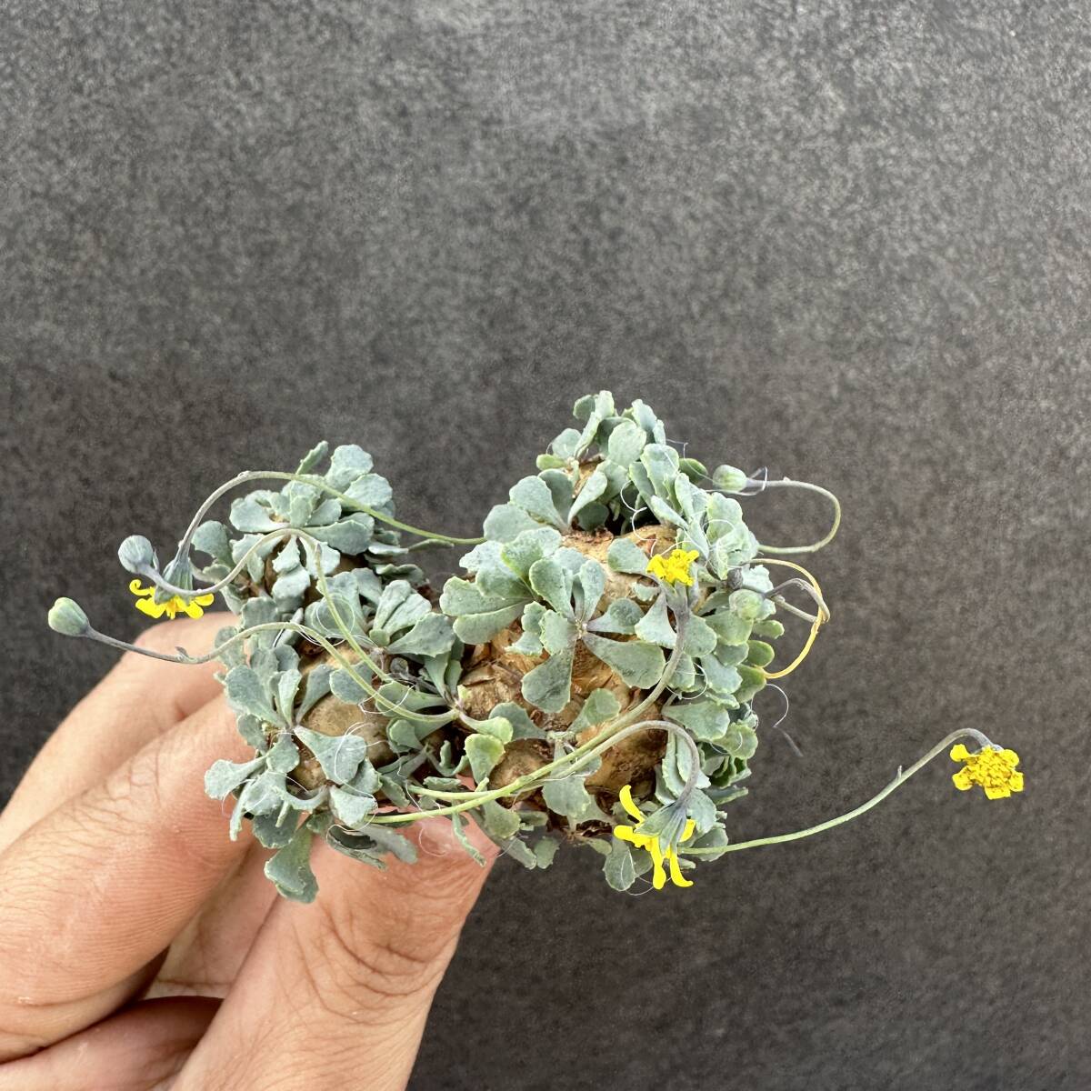 Yahoo!オークション - Q30 特選 多肉植物 珍奇塊根植物 コーデックス ...