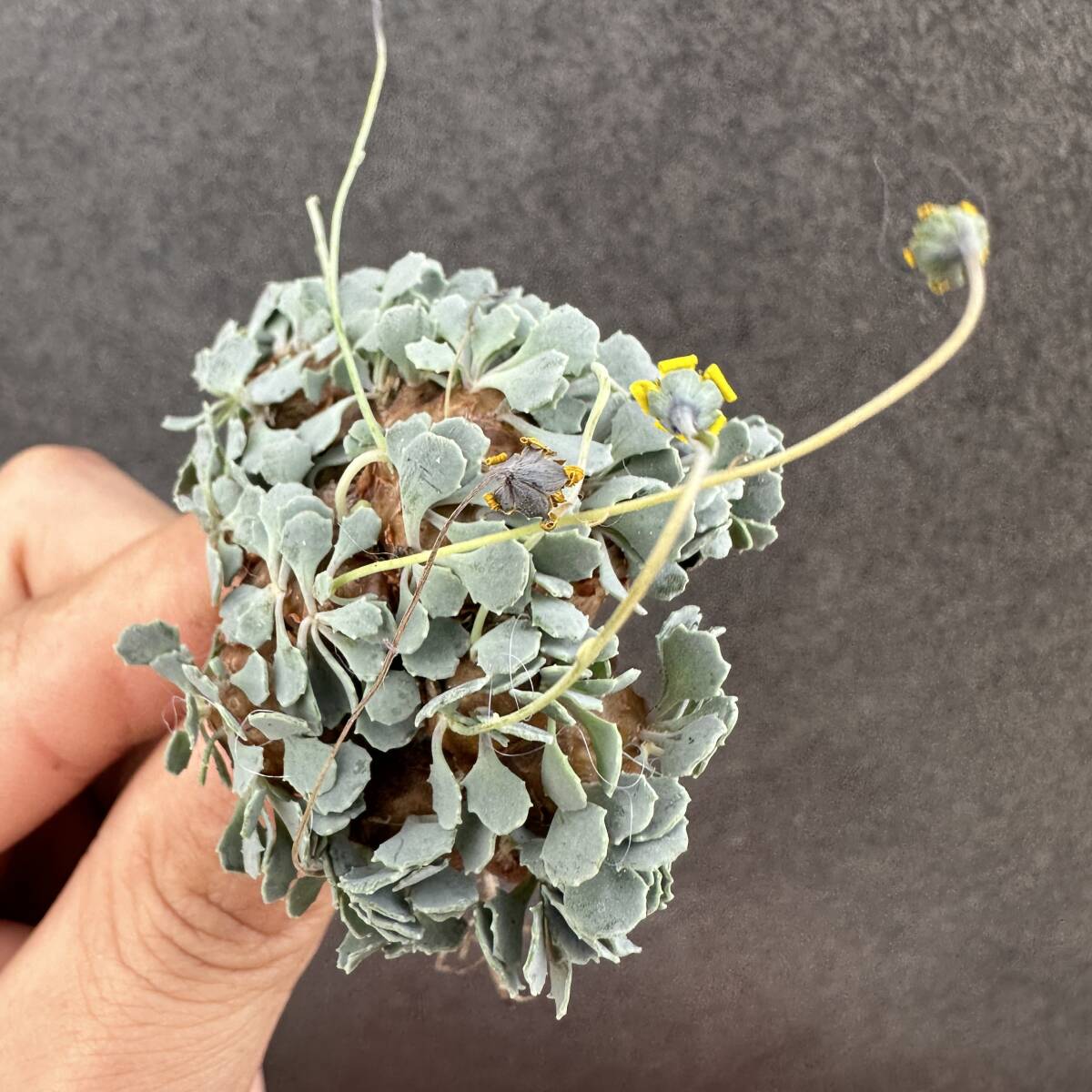 Yahoo!オークション - W14 特選 多肉植物 珍奇塊根植物 コーデックス ...