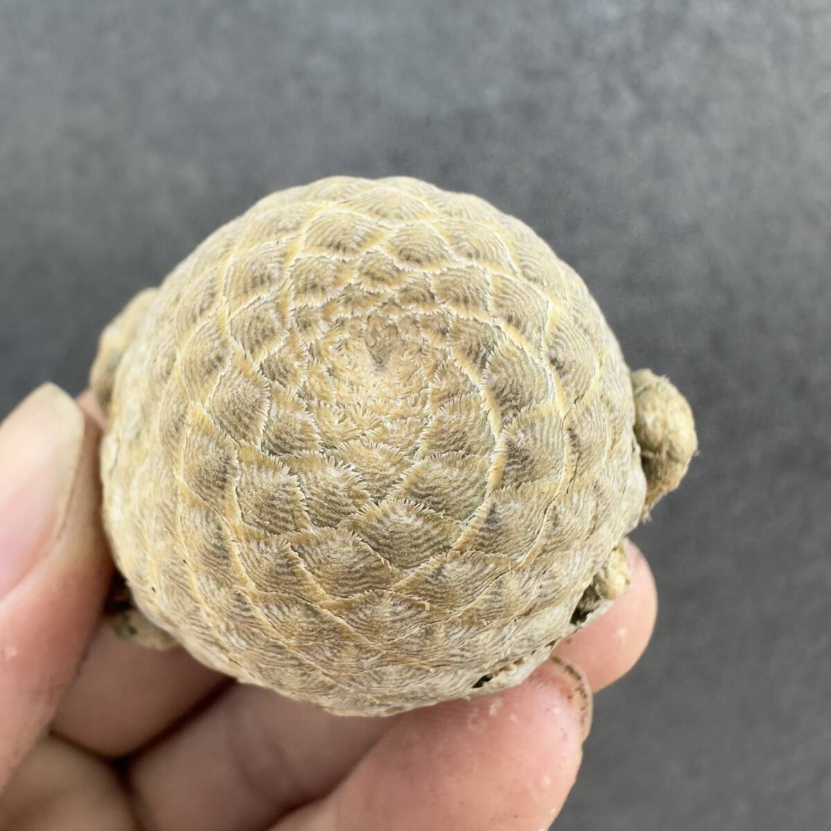 Yahoo!オークション - Y18 ユーフォルビア ピスキデルミス Euphorbia p...