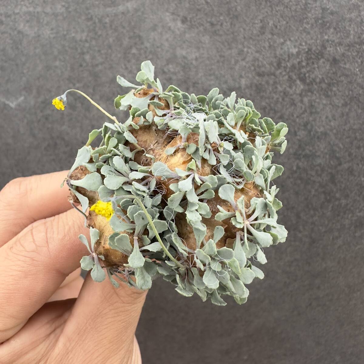 Yahoo!オークション - Z37 特選 多肉植物 珍奇塊根植物 コーデックス ...