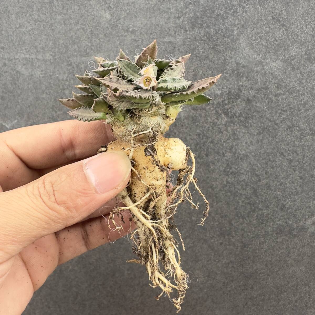 Yahoo!オークション - Z43 ユーフォルビア トゥレアレンシス Euphorbia...