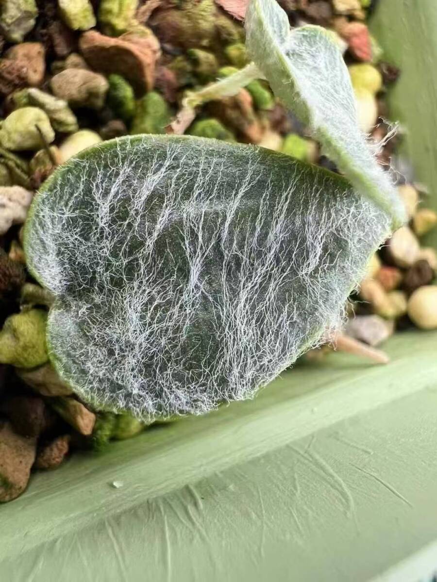 Yahoo!オークション - S30 sp. Aff. Arachnoideum アラクノイデウム 現...