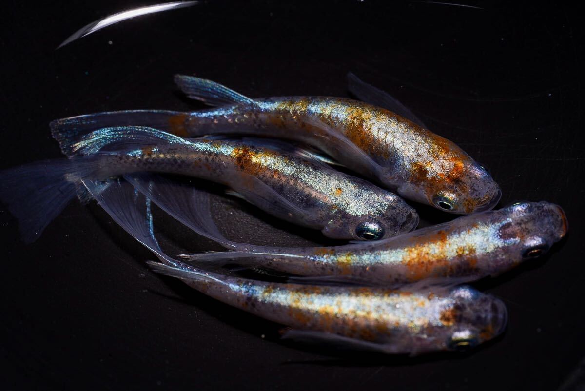 NIDO 極上 銀鱗紅玉RLF 1ペア+ヘテロ1ペア 本血統 同世代ラスト出品 三色ラメ体外光 リアルロングフィン(めだか)｜売買されたオークション情報、yahooの商品情報をアーカイブ公開 ...