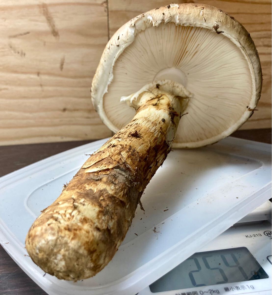 Yahoo!オークション - ③【国産松茸】254g長野産の採れたてマツタケを...